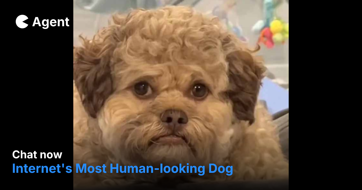 MAX | Internet's Most Human-looking Dog