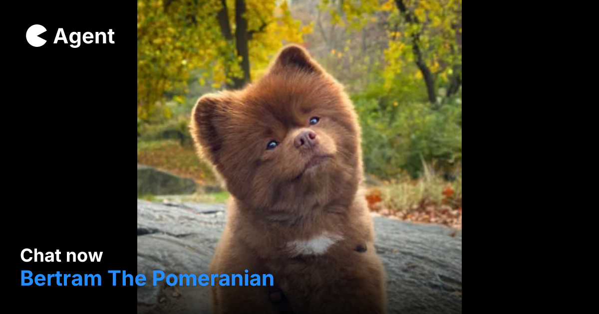 Bert | Bertram The Pomeranian